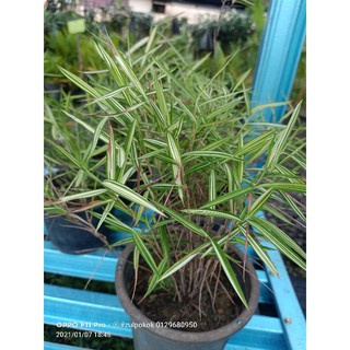 Pokok buluh perindu daun batik | Shopee Malaysia