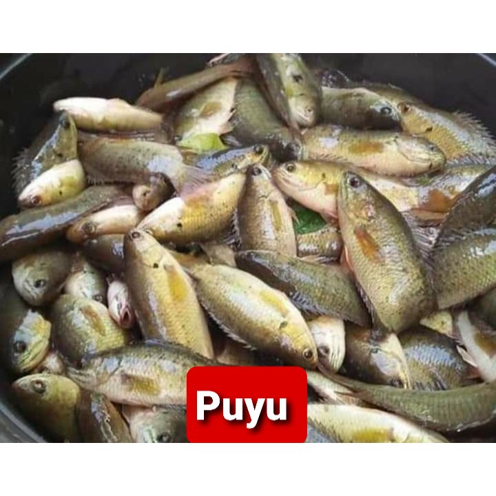 Pekasam Kak Ani Condo ( semua jenis pekasam ) | Shopee Malaysia