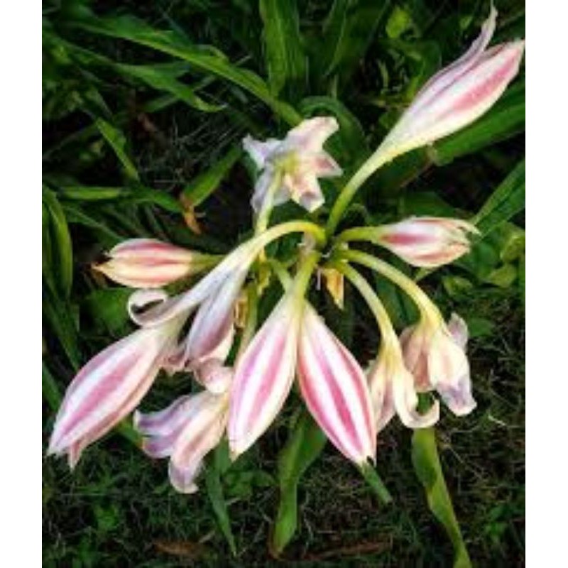 Benih bunga River Lily | Bulb river lily | Shopee Malaysia