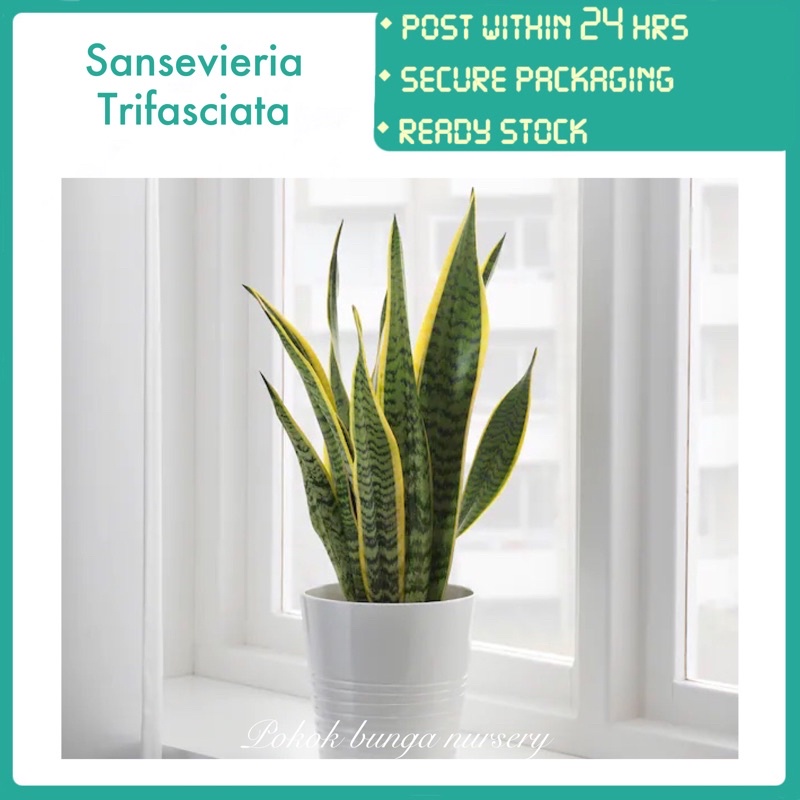 PBN - sansevieria trifasciata - pokok bunga nursery lidah jin sake ...