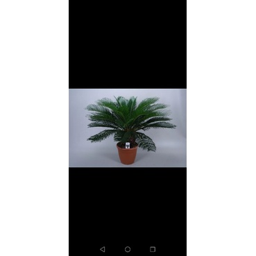 sago palm sudah besar siza lebar 35cm | Shopee Malaysia