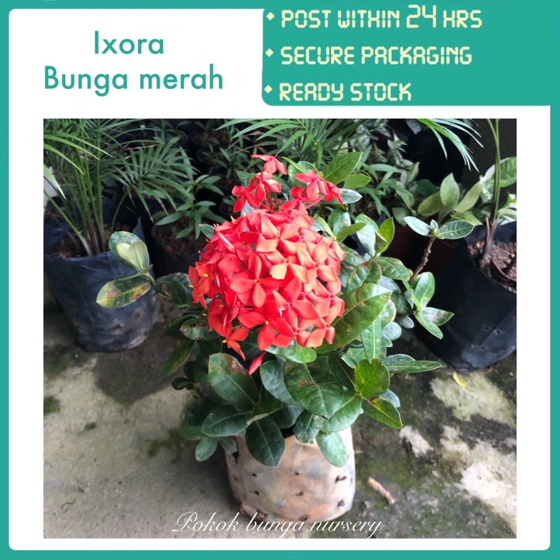 PBN - Ixora bunga merah - big leaves big flower tyep red pokok bunga ...
