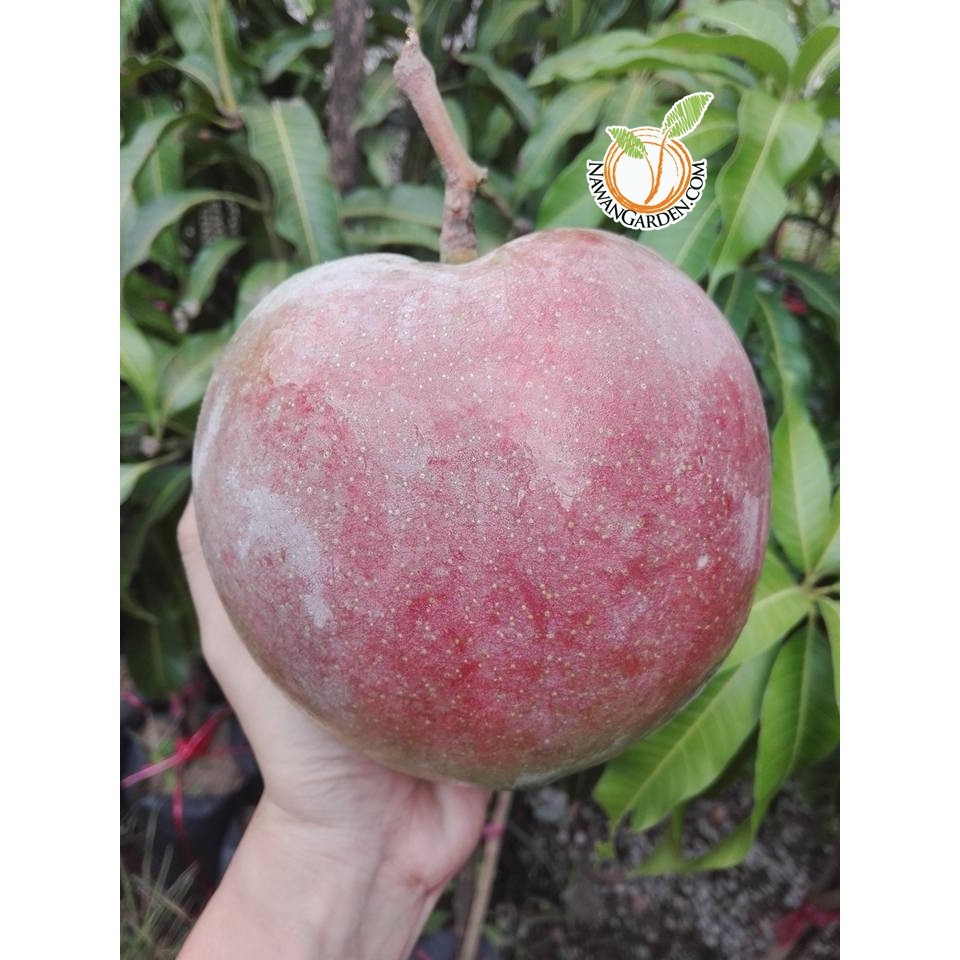 [Best Buy] MANGO EPAL RT2 II โพนกแก้ว Ori Thailand/ Live Plant #manggaori #balconygarden ...