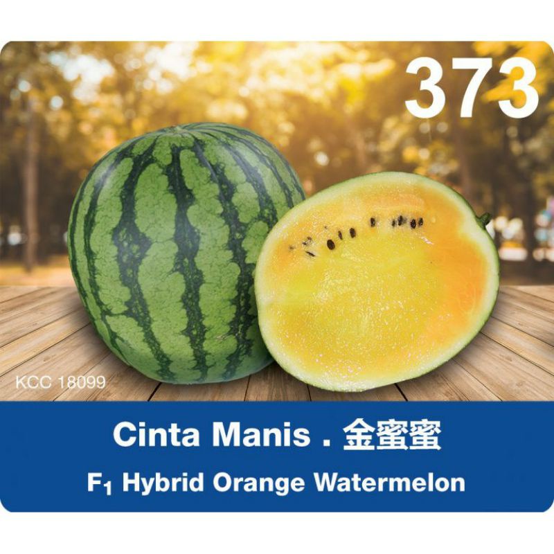 Benih Tembikai Kuning Cinta Manis 373 Tanpa Biji *Repack 25pcs ~ 110pcs ...