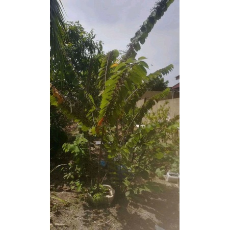 Tibet Grass Rope plant (西藏绳仙草树苗) | Shopee Malaysia