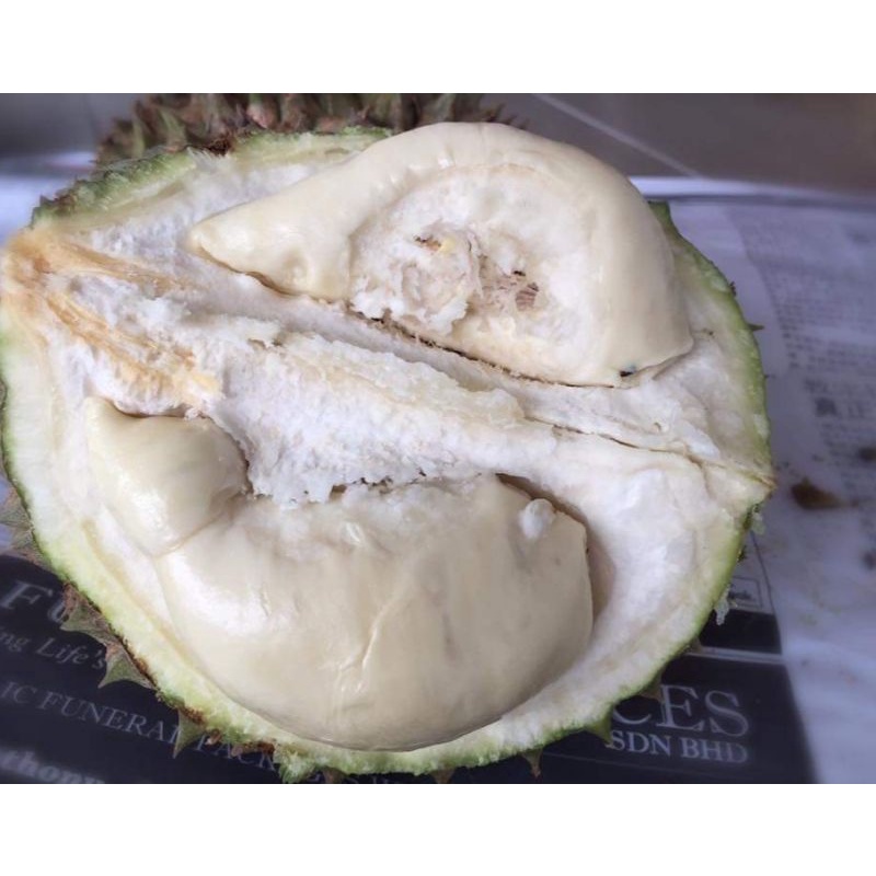 ANAK POKOK DURIAN CAPRI / KAPRI - DURIAN KLON TERBAIK PENANG | Shopee ...