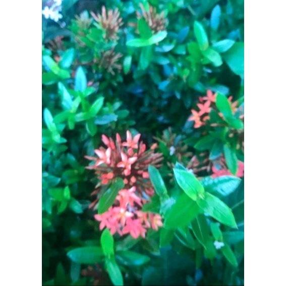Pokok Bunga wangi Siantan Jejarum Ixora Madagascar Odorata Fragrant ...