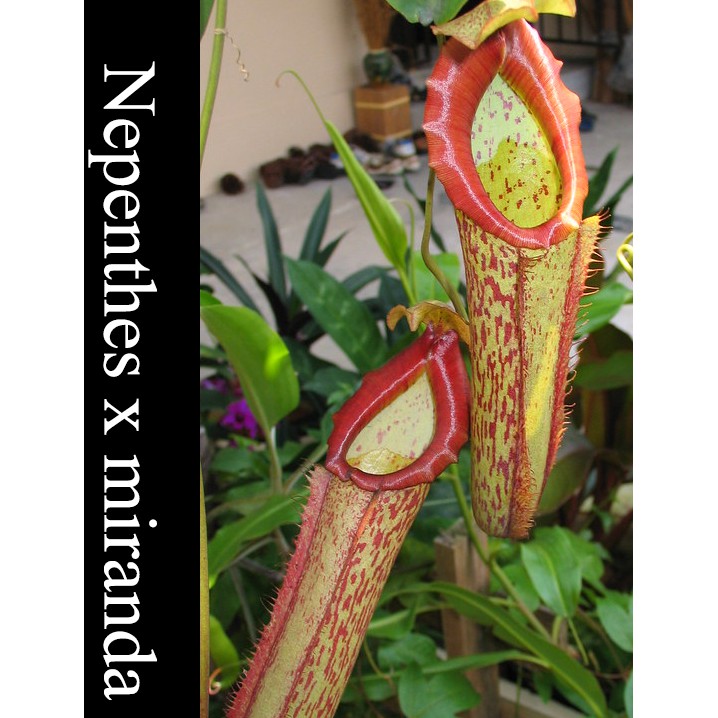 Live Plant Carnivorous Plant Monkey Cup Nepenthes x Miranda S Size ...