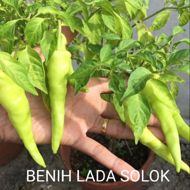 50 pcs biji benih lada solok Kelantan chili seeds diproses 15.4.2025 ...