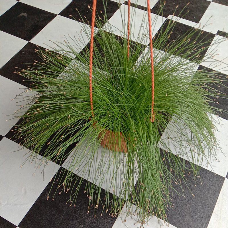 pokok rumput hiasan.(real plant) | Shopee Malaysia