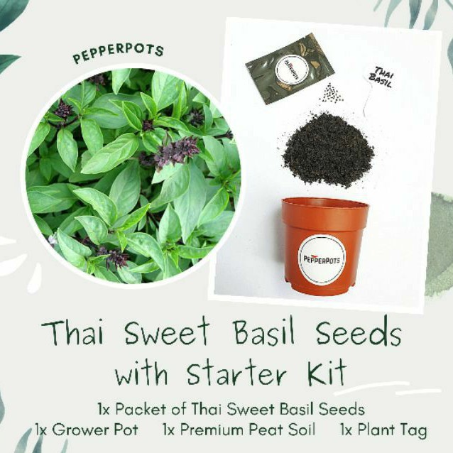 [Starter Kit] Thai Sweet Basil Seeds (±60 Seeds) + Starter Kit | Shopee ...