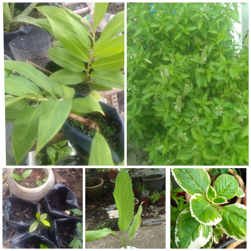 Anak pokok buah Ajaib/cili padi/lempuyang/chemangi/selasih putih,kunyit ...