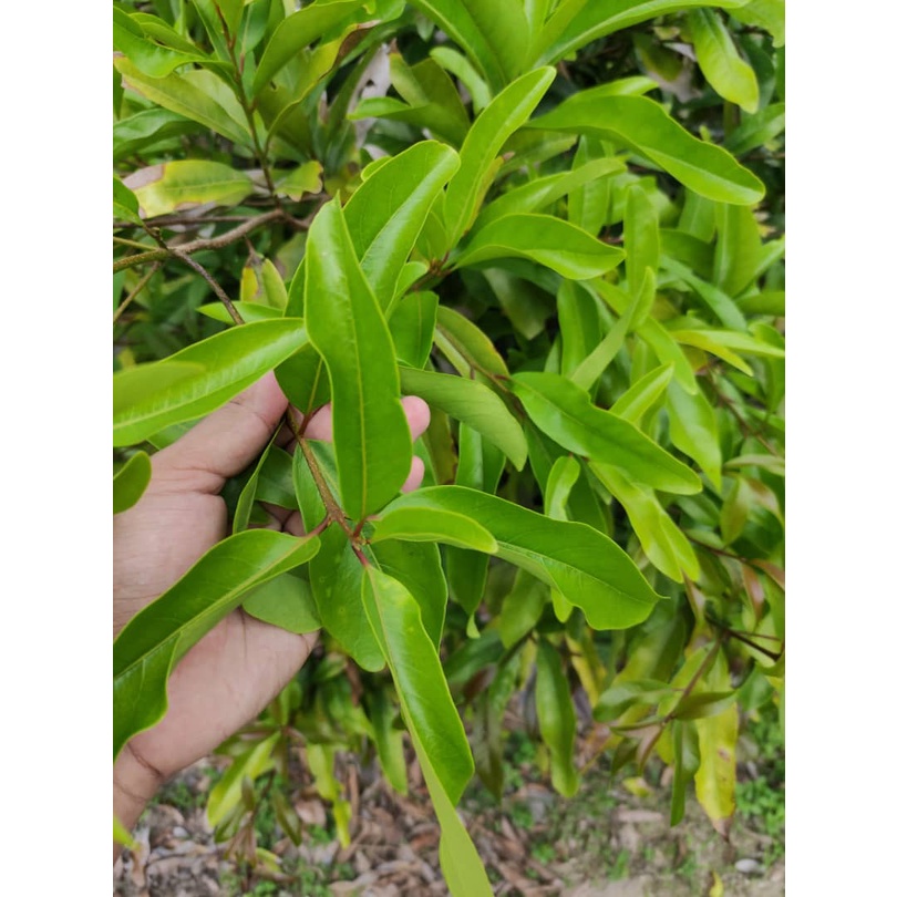 Daun Pokok Medang Pulut(nama dialek sini) Untuk Patah(manusia/haiwan ...