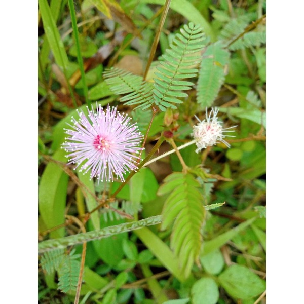 Pokok Semalu@Mimosa Pudica(50g) | Shopee Malaysia