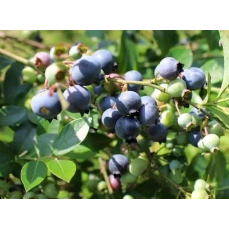 O'Neill Lanmei Tree🌱奥尼尔蓝梅树🌱🔥 | Shopee Malaysia