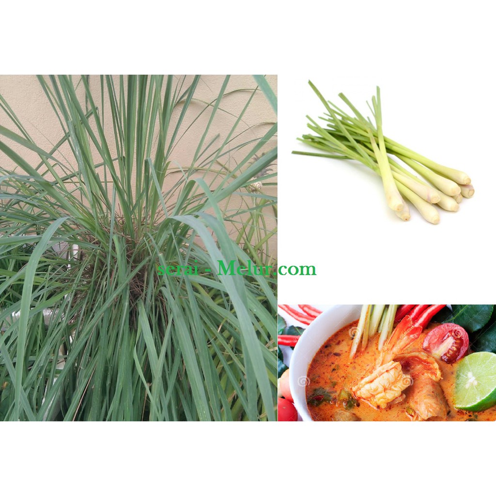 MKT - Lemon Grass Plant / Pokok Serai Makan Plant sapling | Shopee Malaysia