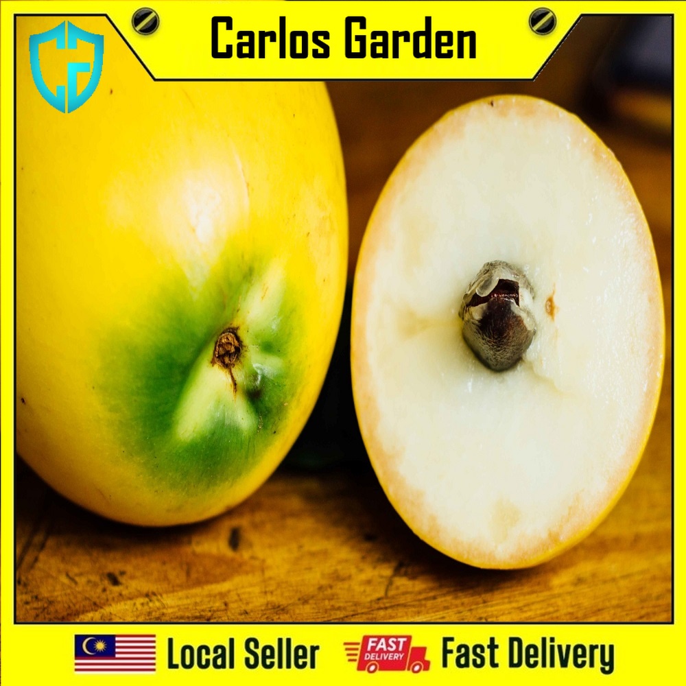 Anak Pokok Ciku Australia Piuteria Camito Abiu Sapling Pokok Import ...
