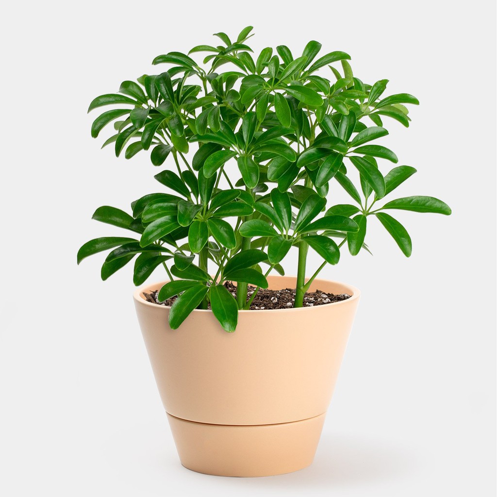 Dwarf Umbrella Tree / Schefflera arboricola (Live Plant) | Shopee Malaysia