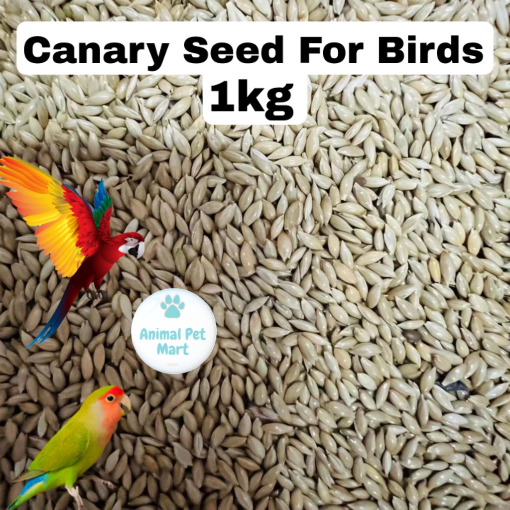 Canary Seed For Birds / Parrots / Cockatel / Lovebirds / Budgie ...
