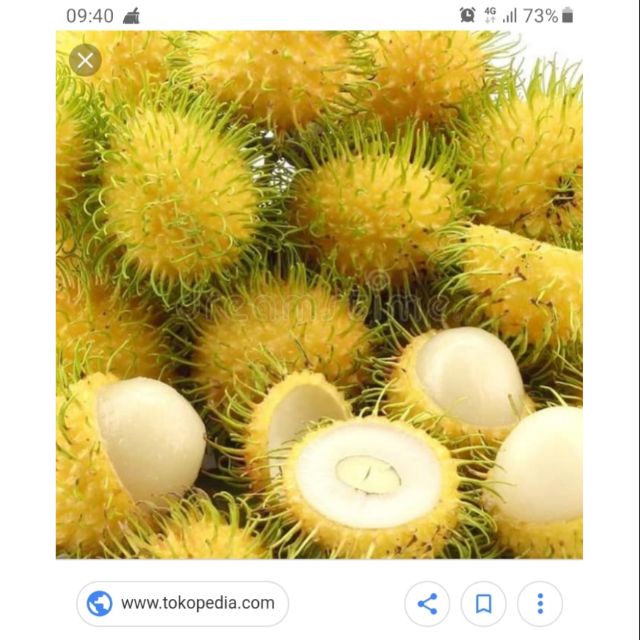 Anak Pokok Rambutan gading. rambutan kuning. rambutan gula batu ...