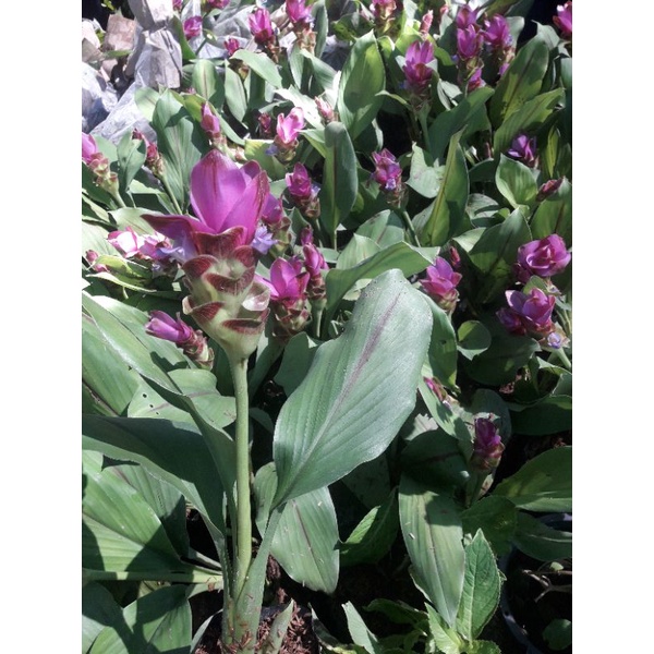 Anak Pokok Bunga Tulip | Shopee Malaysia