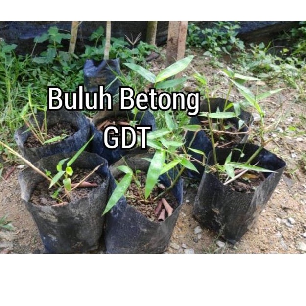Anak Pokok Buluh Betong- Dendrocalamus asper | Shopee Malaysia