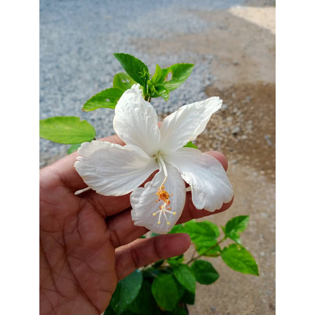 Anak Pokok Bunga Raya Putih Bunga 5 | Shopee Malaysia