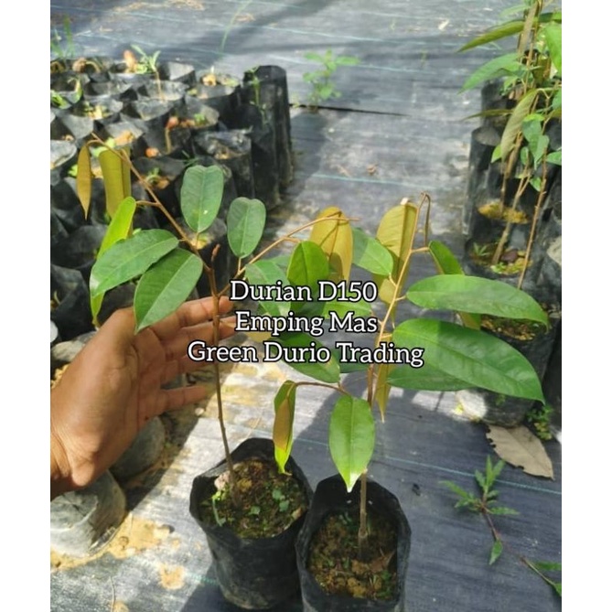 ANAK DURIAN D150 EMPING EMAS | Shopee Malaysia
