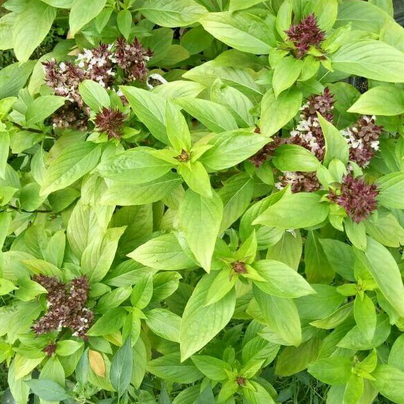 50+- Biji Benih Pokok Selasih Thai Basil | Shopee Malaysia