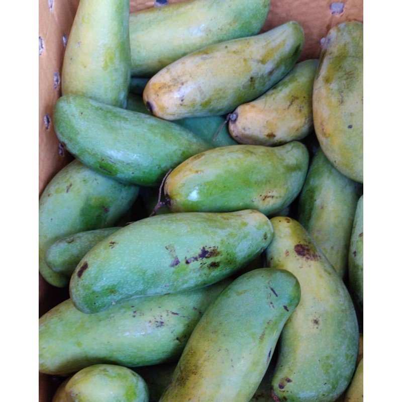 POKOK MANGGA SIKU RAJA | Shopee Malaysia