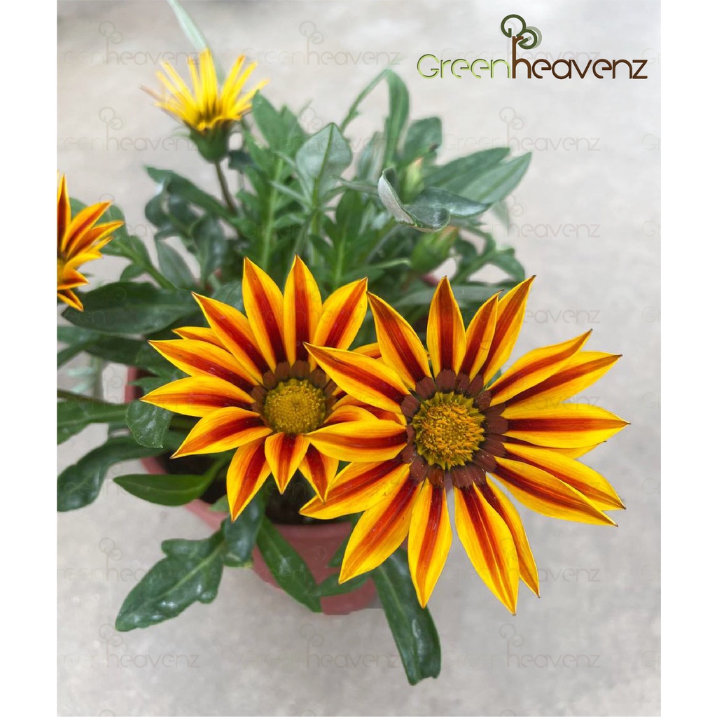 African Daisy Gazania Flower Live Plant Pokok Bunga Outdoor 勋章菊 ...
