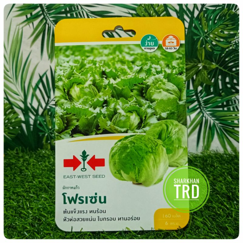 Mini Pack 160 Seeds FROZEN Biji Benih Salad Bulat Premium Lettuce Seeds ...
