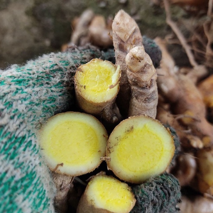 Rizom/ubi Temu Mangga/ Temu Pauh untuk Jamu Tradiosional dan Enak ...