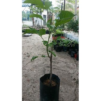 MKT - Anak Pokok Sentul Bangkok (buah besar) Anak pokok Kahwin (grafted ...