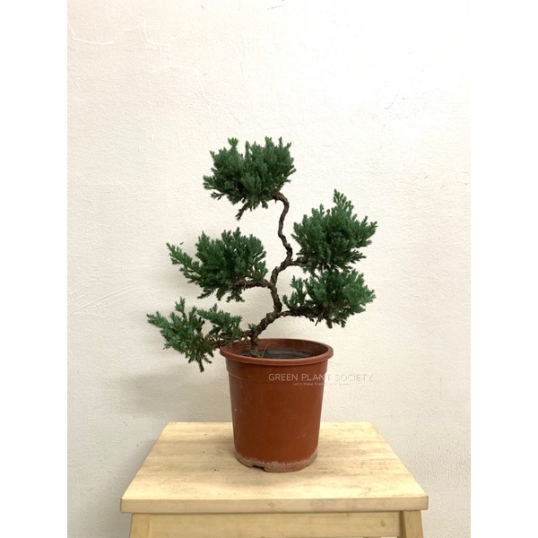 GPS Green Plant Society Japanese Juniper Pine Bonsai 日式松柏盆栽 (Pot 250 ...