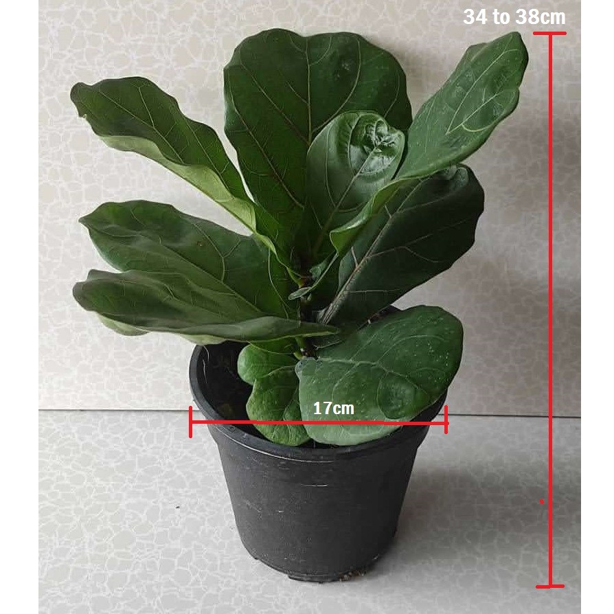 Real Plants Fiddle Leaf Fig Ficus Lyrata Pokok Fig Indoor Plants Pokok ...