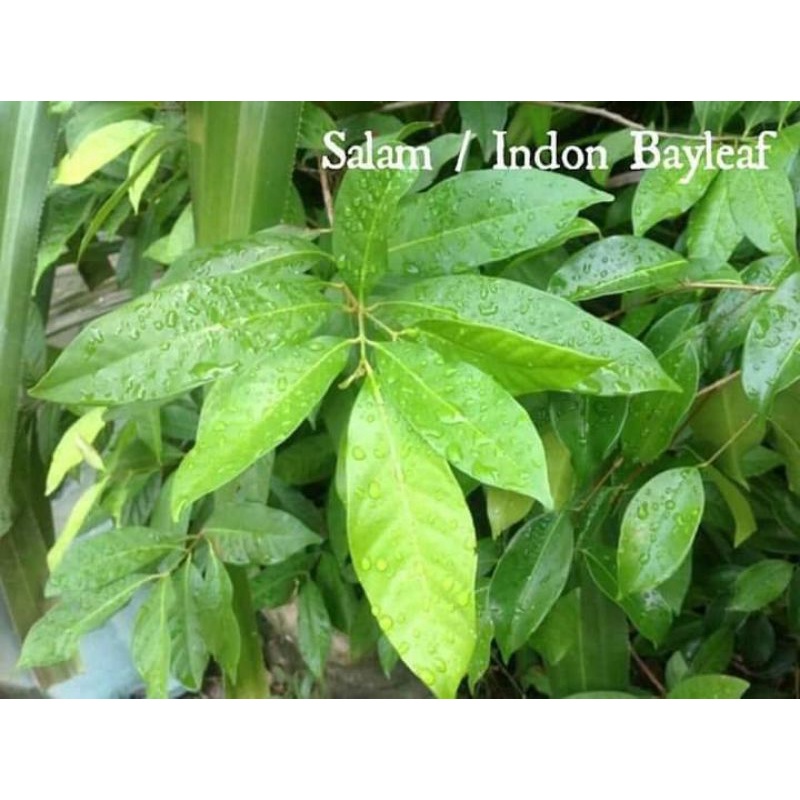 ulam Ulaman (pucuk ulam- gajus, lemak ketam, gajus, mata itik, mata ...