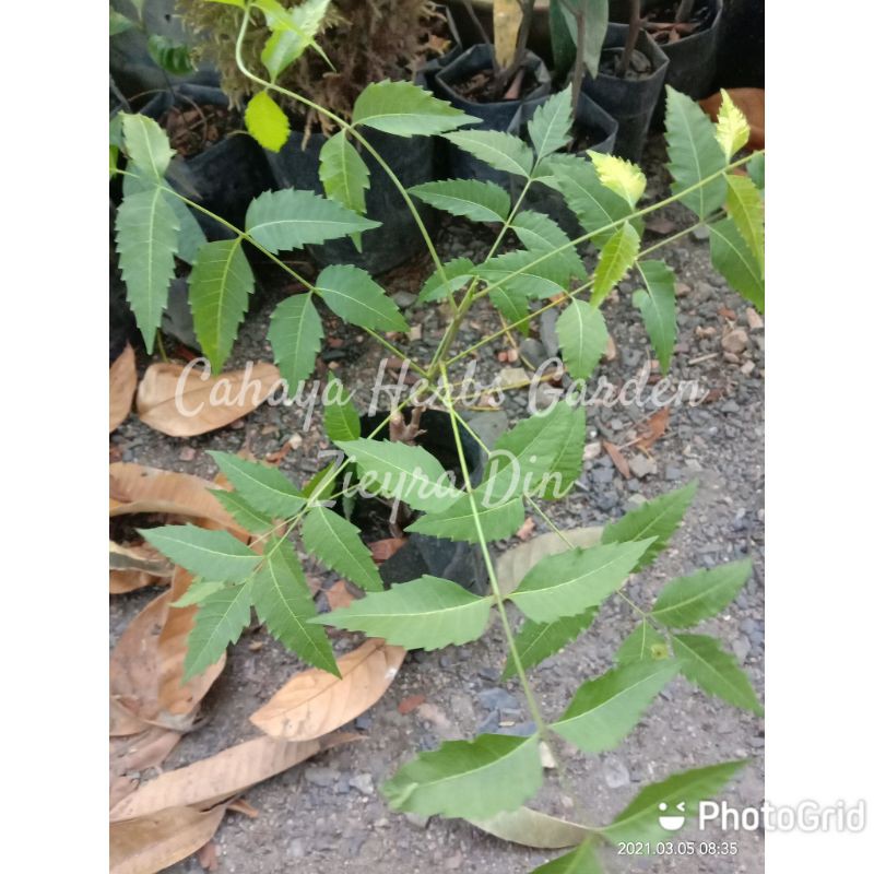pokok semambu @ neem (anak tut) | Shopee Malaysia
