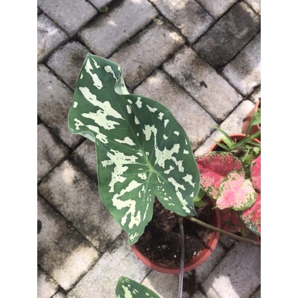 Pokok Bunga Keladi Askar | Shopee Malaysia