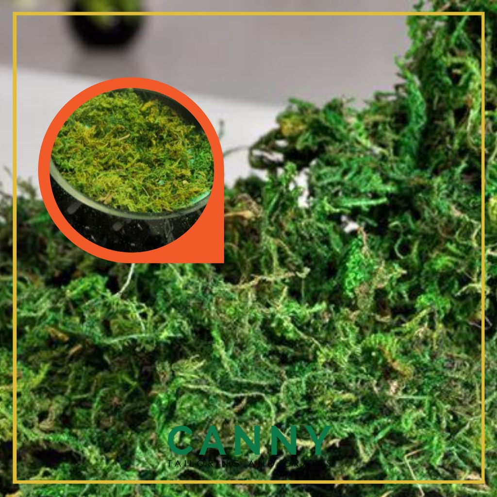 Lumut Orkid / Lumut Hiasan / Artificial Flower Dry Green Moss (1 Packet ...