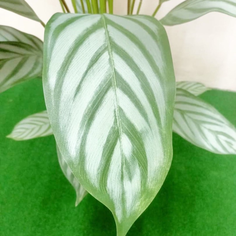 pokok Viral CALATHEA PLANT atticial pokok palsu | Shopee Malaysia