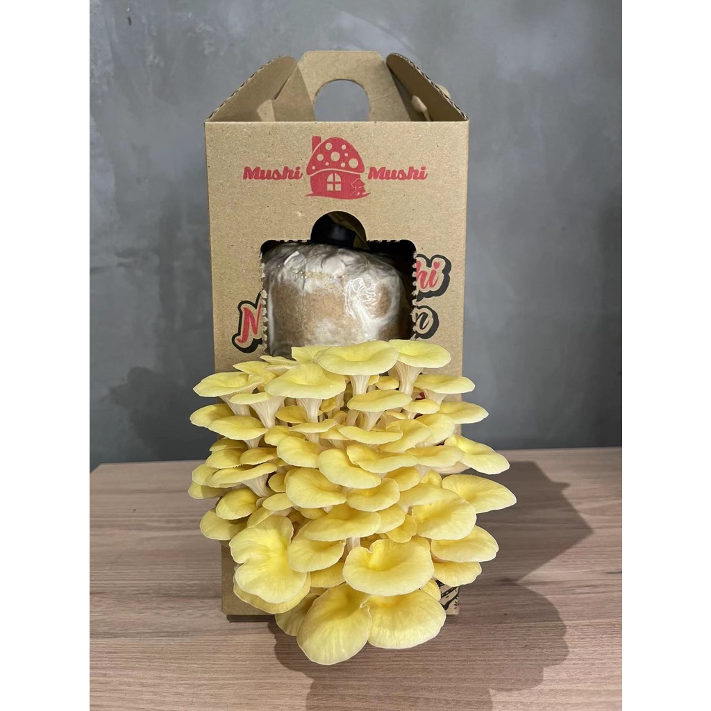 READY STOCK🔥🔥Mushi Mushi Mushroom Box/DIY Mushroom Growing Kit/Mushroom ...