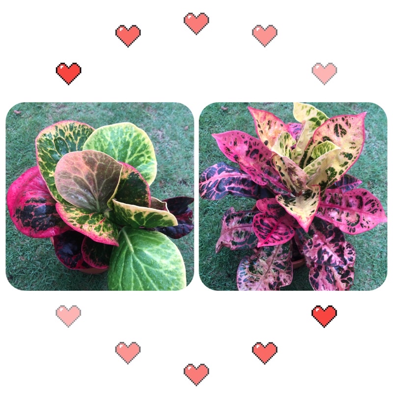 HN Pokok Puding Kuda Kuda🔥Pokok Bunga Hidup | Shopee Malaysia