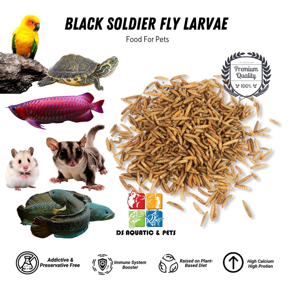 Dried Black Soldier Fly Larvae (BSFL) Dried Phoenix Worm Food for Sugar ...