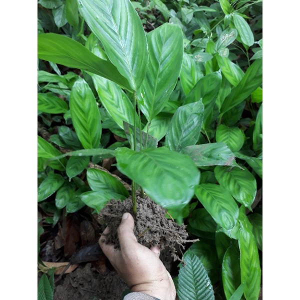 pokok lerek puyuh/pokok lerek hiasan/pokok lerek kecil berakar | Shopee ...
