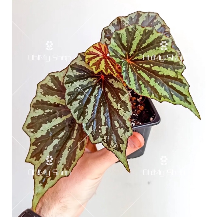 Begonia Irian jaya / Begonia Rare / Asam Batu /秋海棠 | Shopee Malaysia