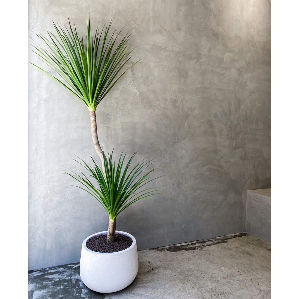 POKOK DRACO HAWAI / Dracaena draco / Dracaena Loureiri 龙血树 [Real Plant ...