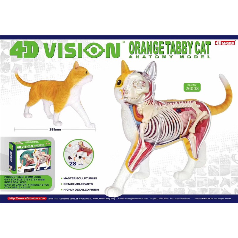 4d MASTER Educational Assembly Toy Animal Orange Cat Anatomy Assembly ...
