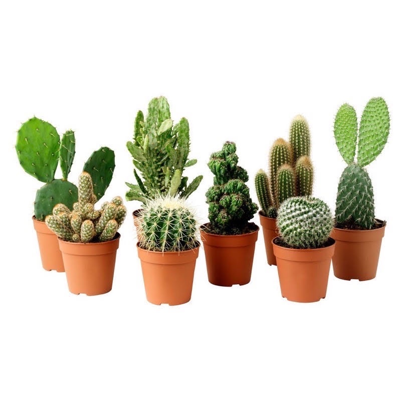 [BUY 3 for RM12] REAL LIFE CACTUS SUCCULENT POKOK HIDUP CACTI KAKTUS ...