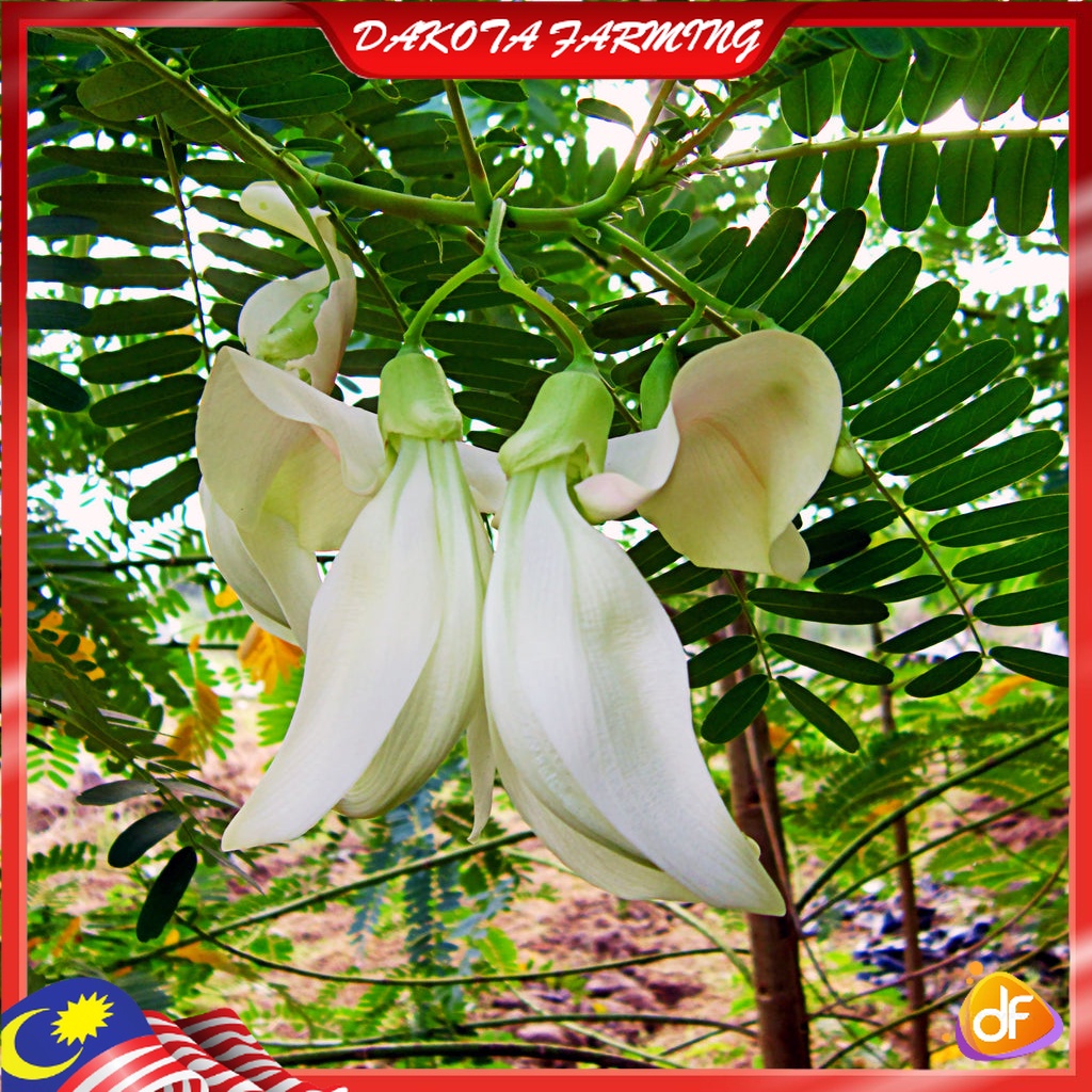 Anak Pokok Geti Turi Pokok Sayur Sayuran (Merah Dan Putih) | Shopee ...